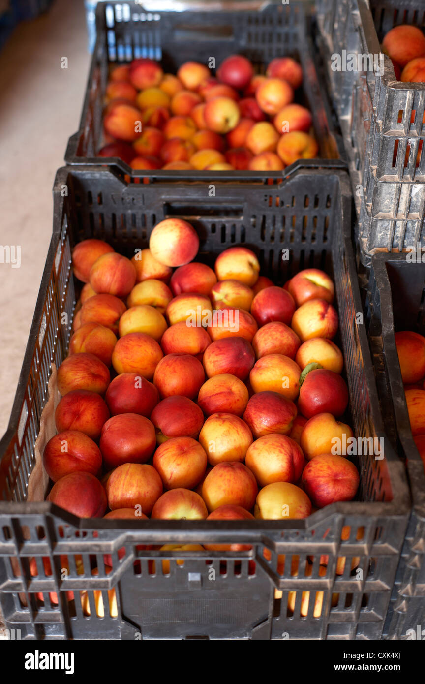 Fresh Harvested Nectarines in Crates, Hipple Farms, Beamsville, Ontario ...