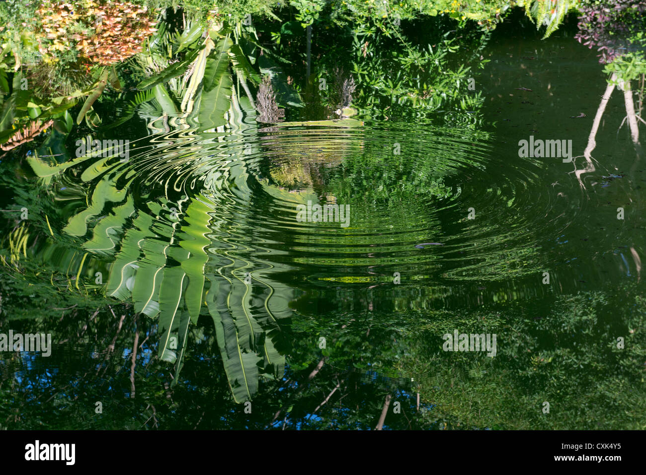 Indian tropical tree hi-res stock photography and images - Alamy