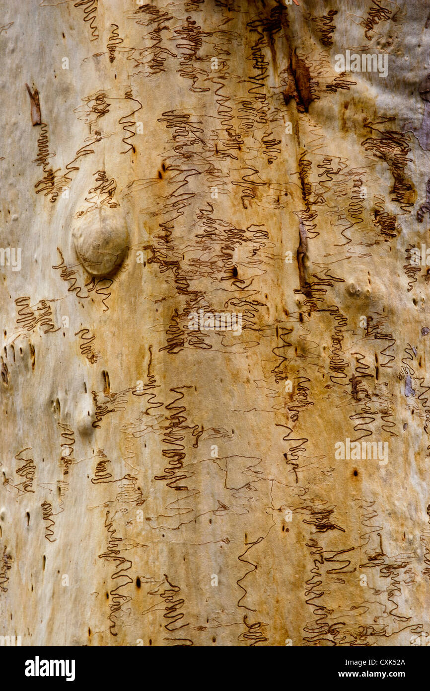 Scribbly gum tree hi-res stock photography and images - Alamy