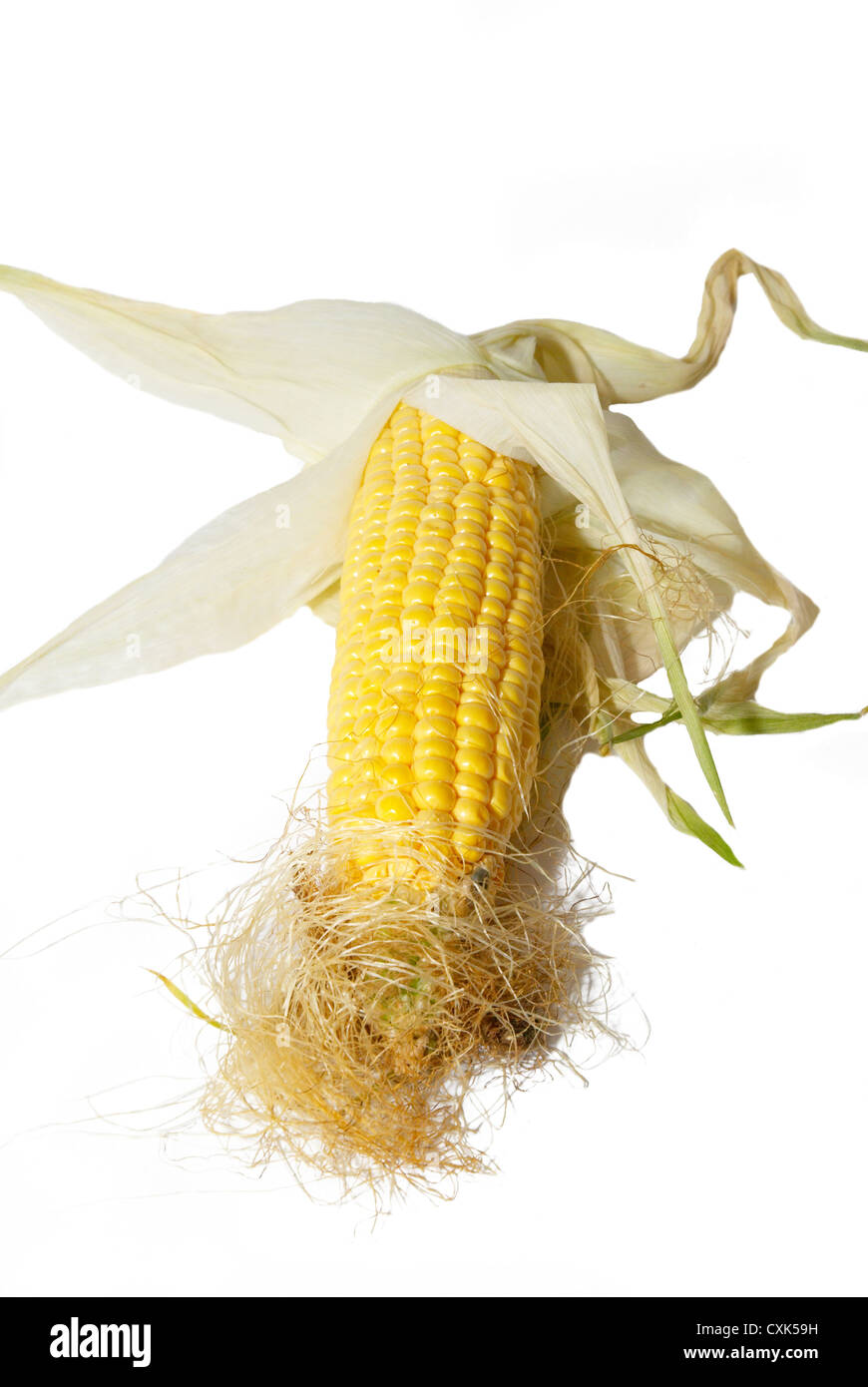 Yellow young corn isolated on white Stock Photo - Alamy