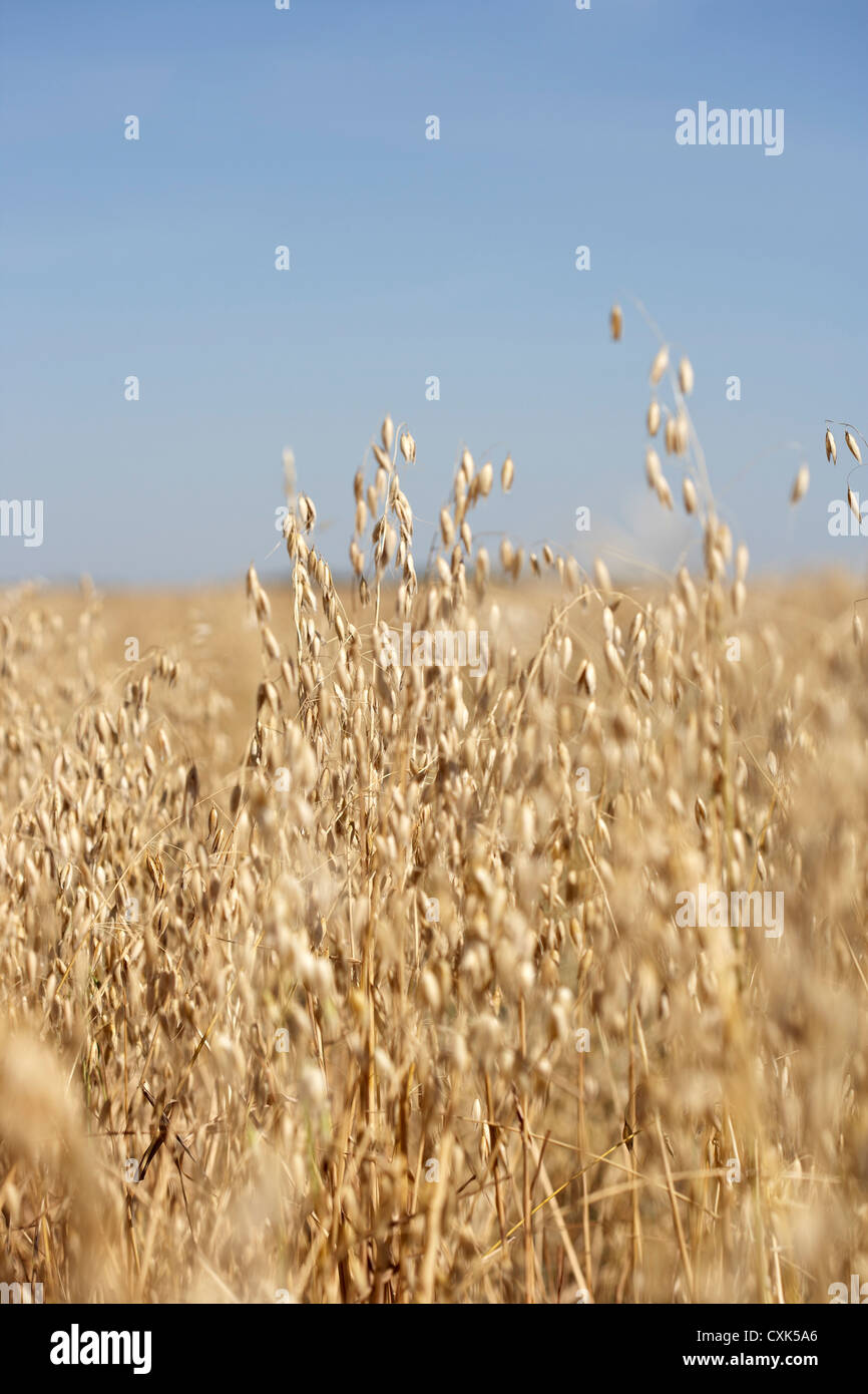 Oats, Starbuck, Macdonald, Manitoba, Canada Stock Photo - Alamy