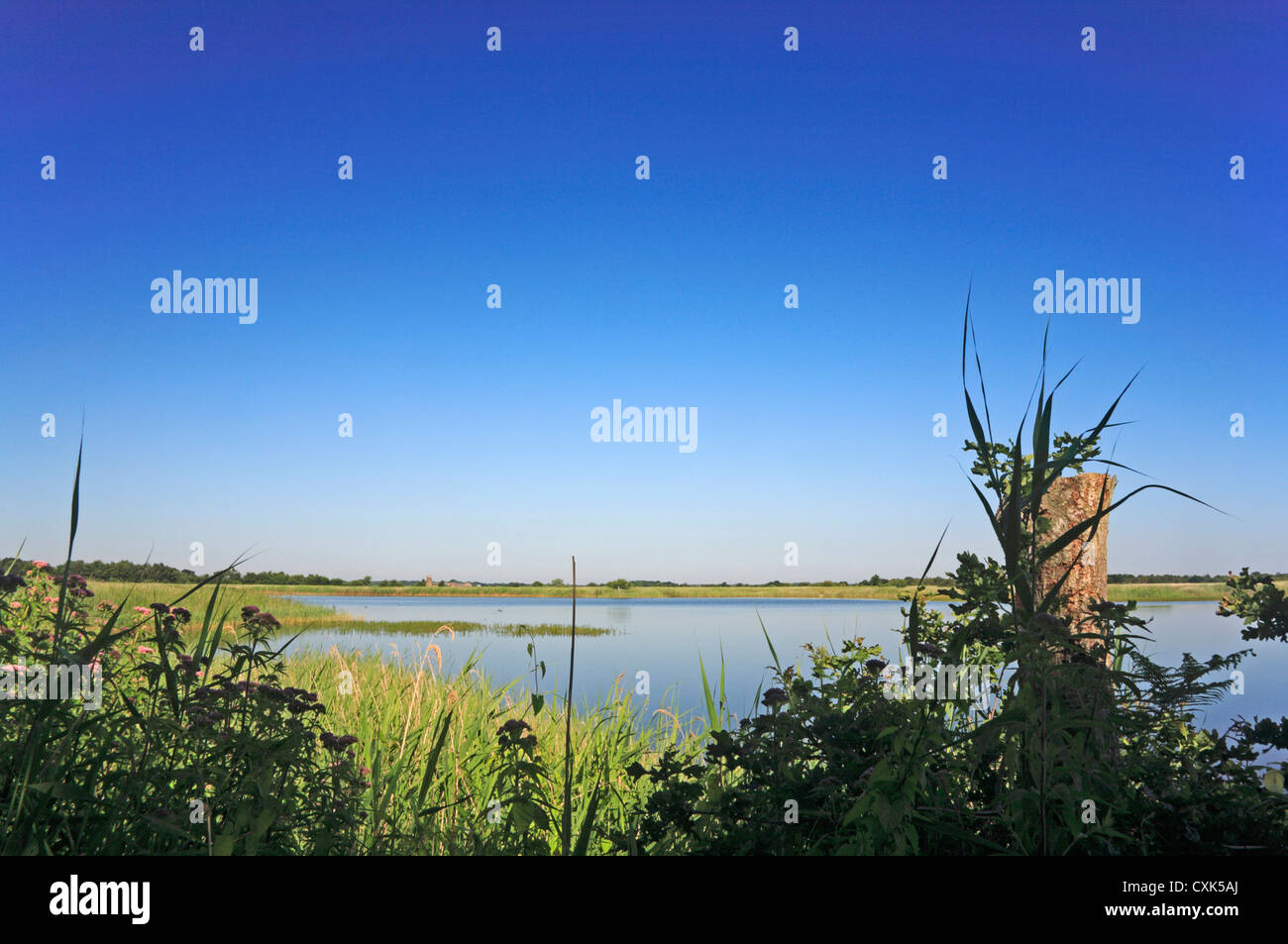 A view on the Norfolk Broads of Martham Broad, Norfolk, England, United ...