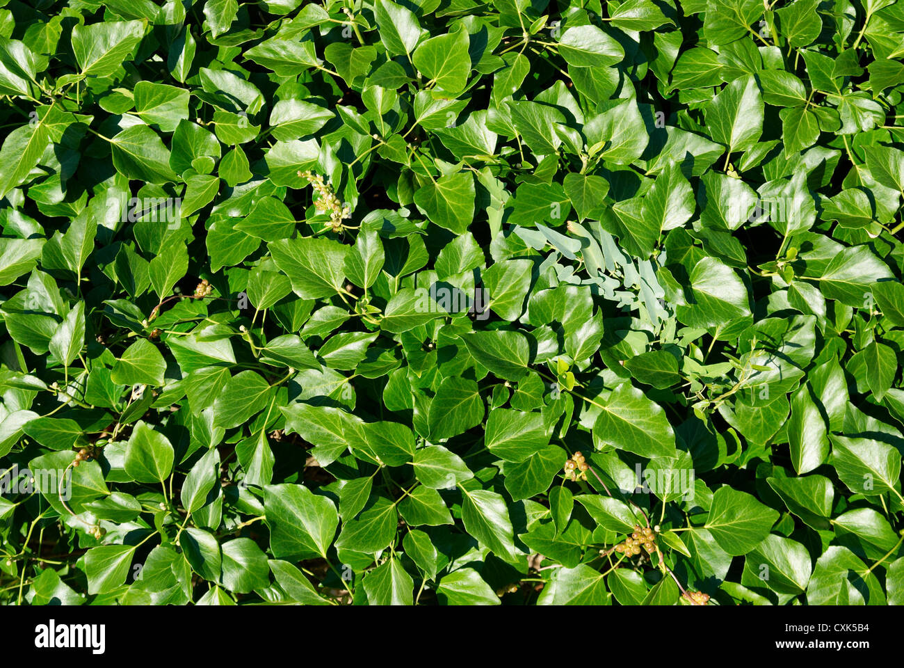 A textured wall of the green leaves Stock Photo - Alamy