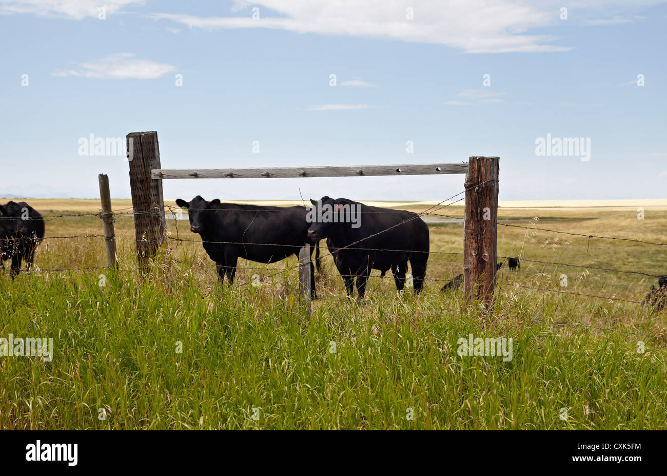 Black beef cattle hi-res stock photography and images - Alamy