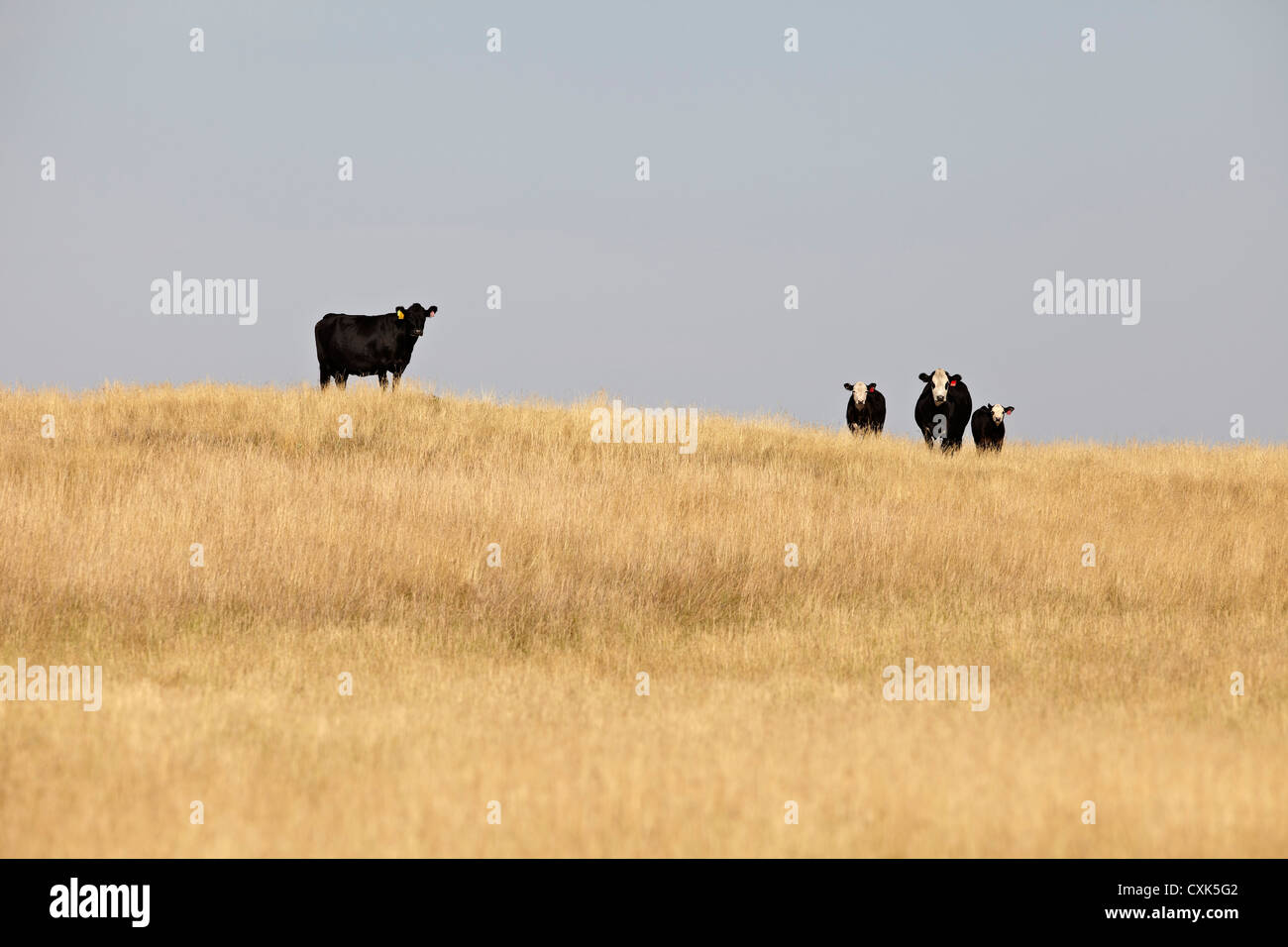 Black beef cattle hi-res stock photography and images - Alamy