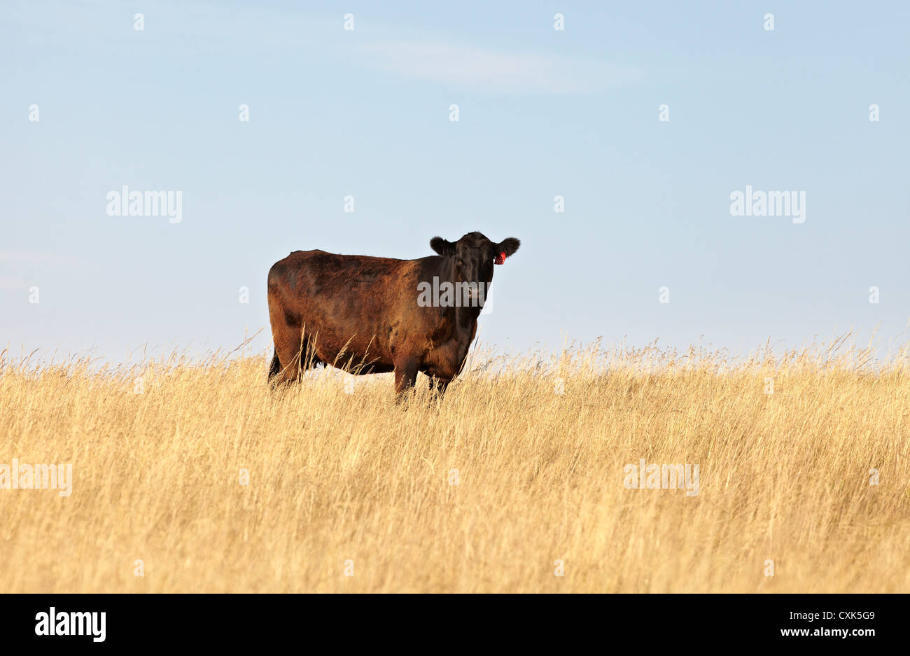 Beef Cow Standing in Field, Pincher Creek, Alberta, Canada Stock Photo ...