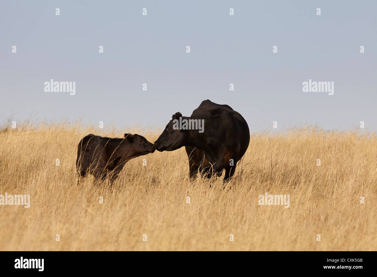 Black Beef Cattle, Cow and Calf, Standing in Field, Pincher Creek ...