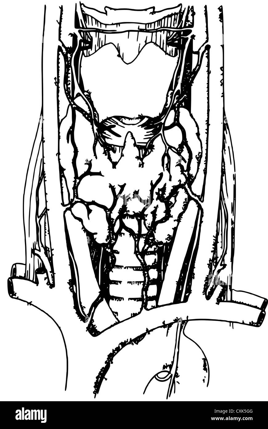 Thyroid gland anatomy Black and White Stock Photos & Images - Alamy