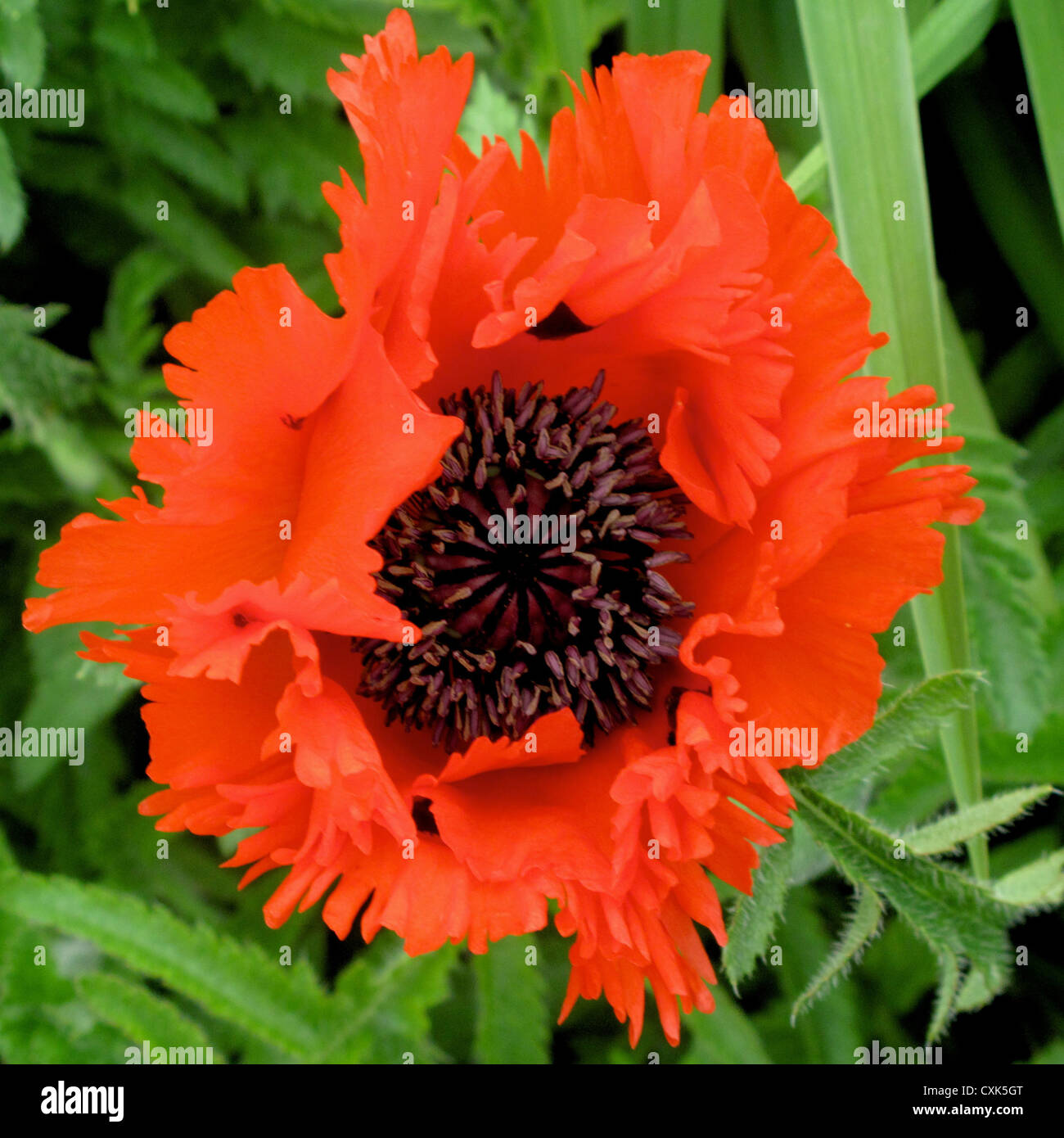 Poppy flower head Stock Photo - Alamy