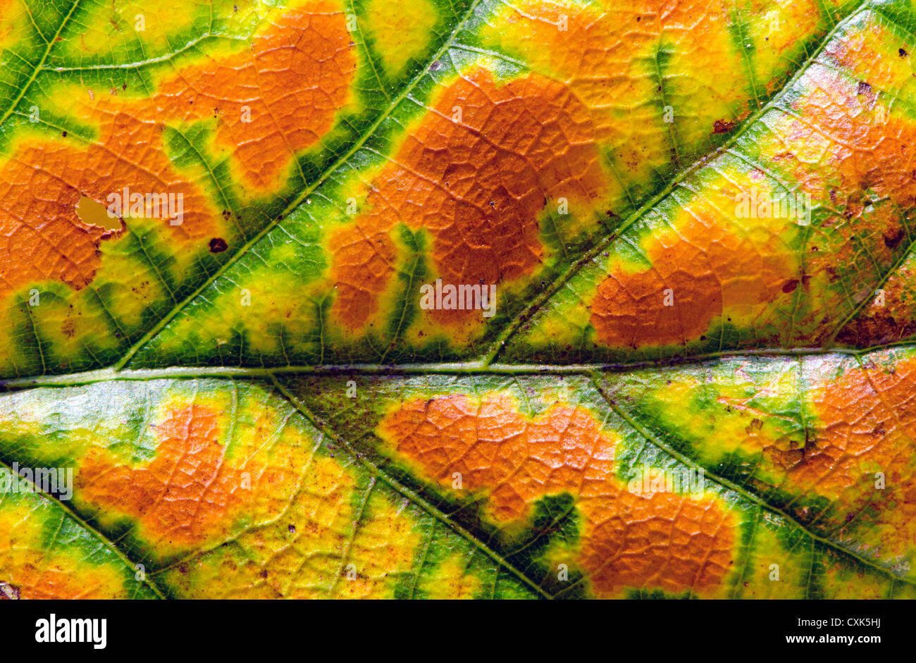 Oak leaf background hi-res stock photography and images - Alamy