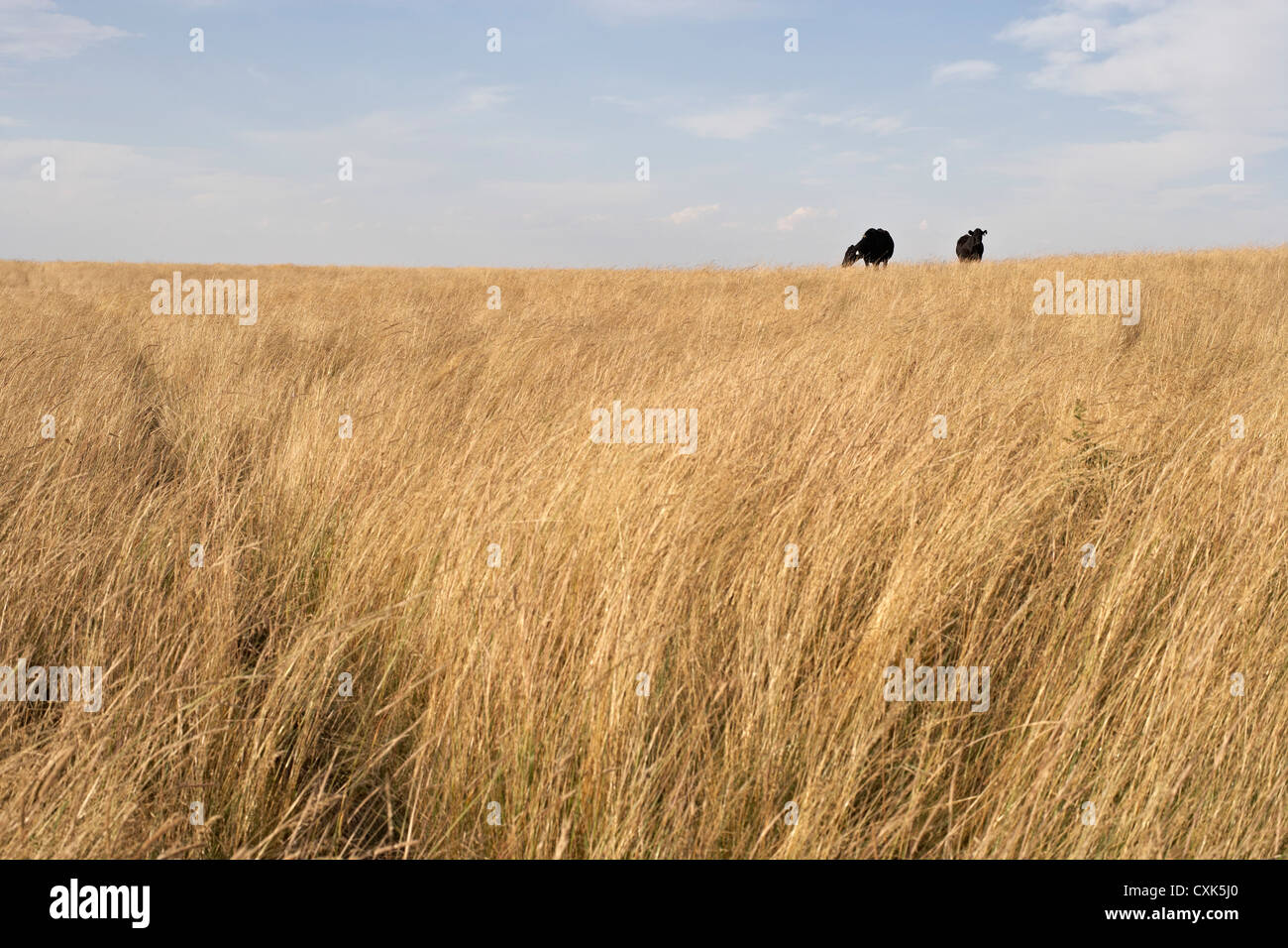 Black beef cattle hi-res stock photography and images - Alamy