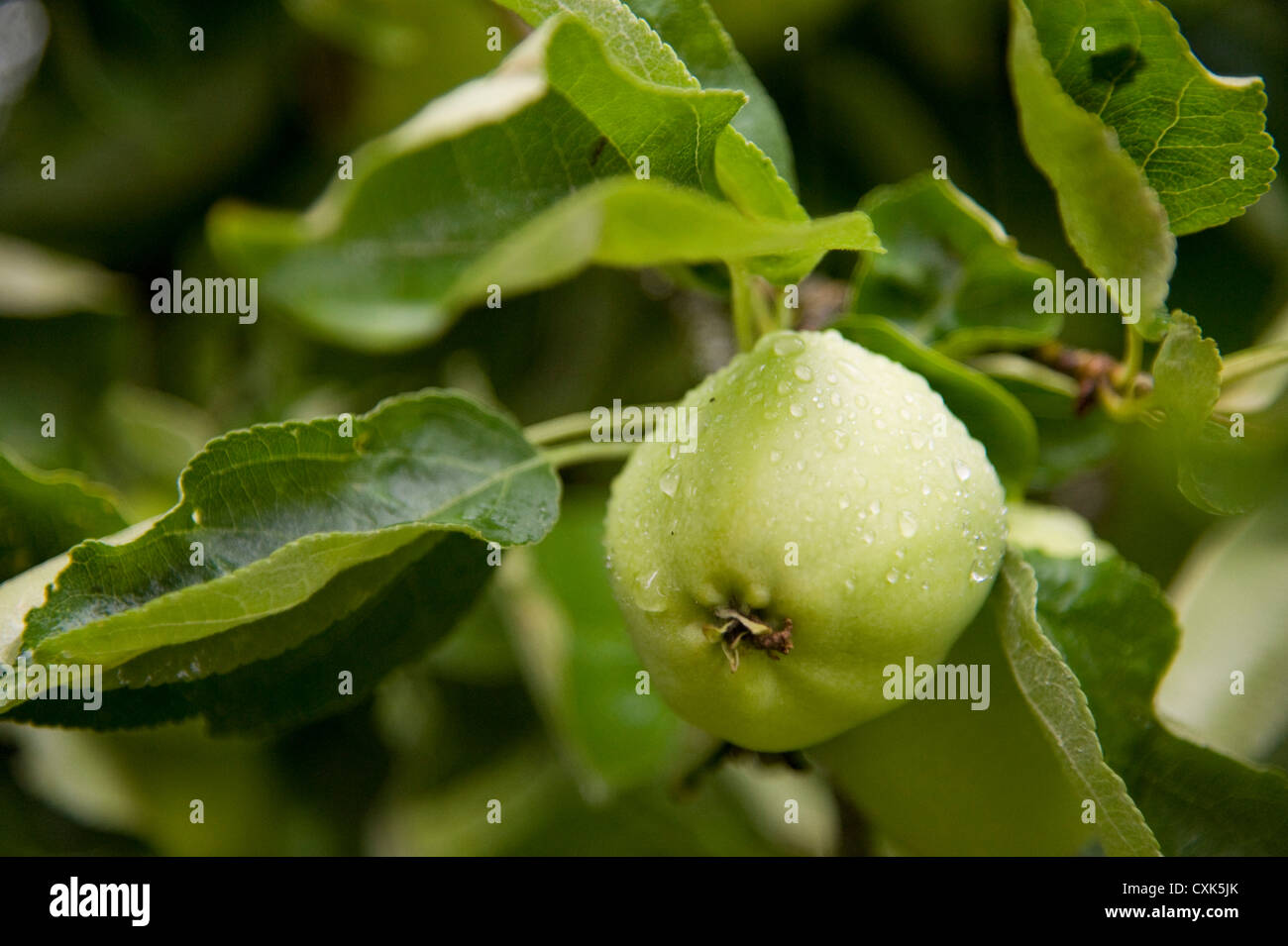 Baden wurttemberg cuisine hi-res stock photography and images - Alamy