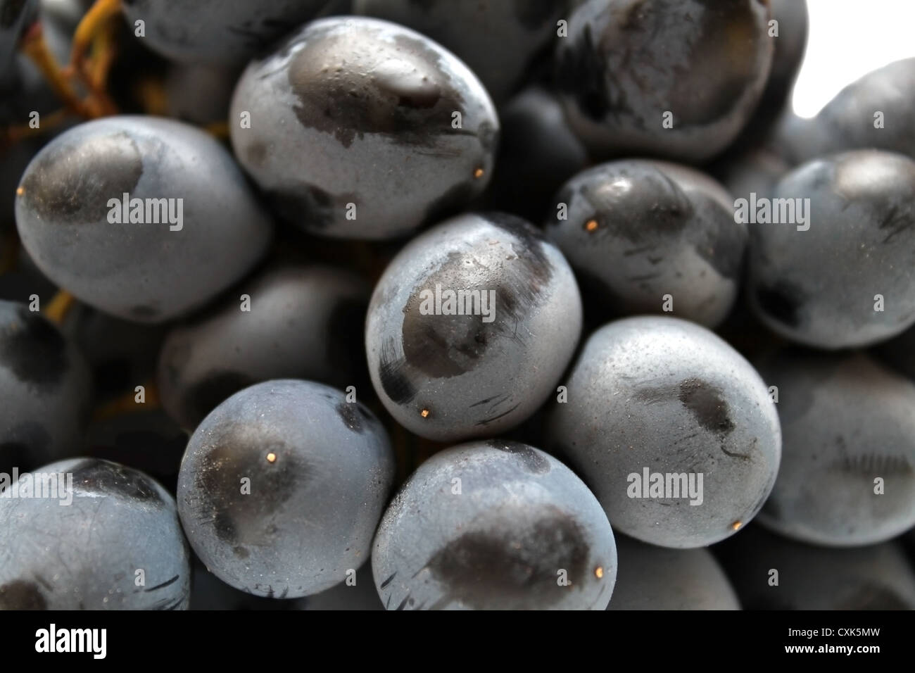 cluster of grapes Stock Photo - Alamy
