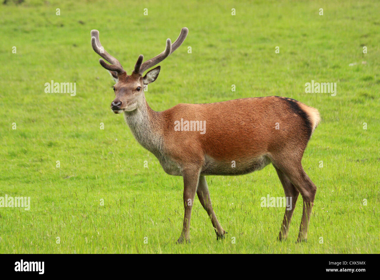 Red deer stag, Cervus elaphus, in velvet taken on the Isle of Jura ...