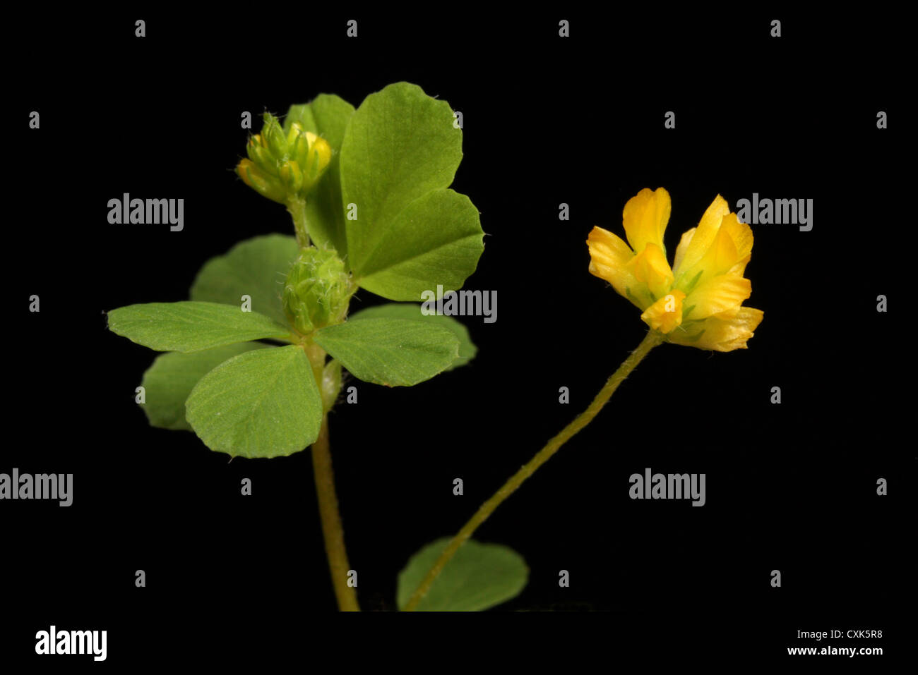 Black Medick - Medicago lupulina, sometimes called Black Hay, Black ...