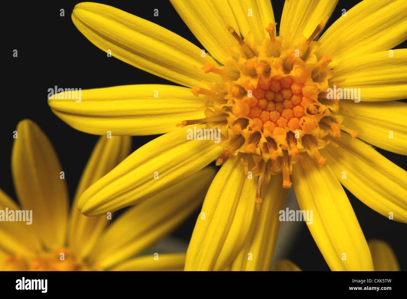 Brachyglottis hi-res stock photography and images - Alamy