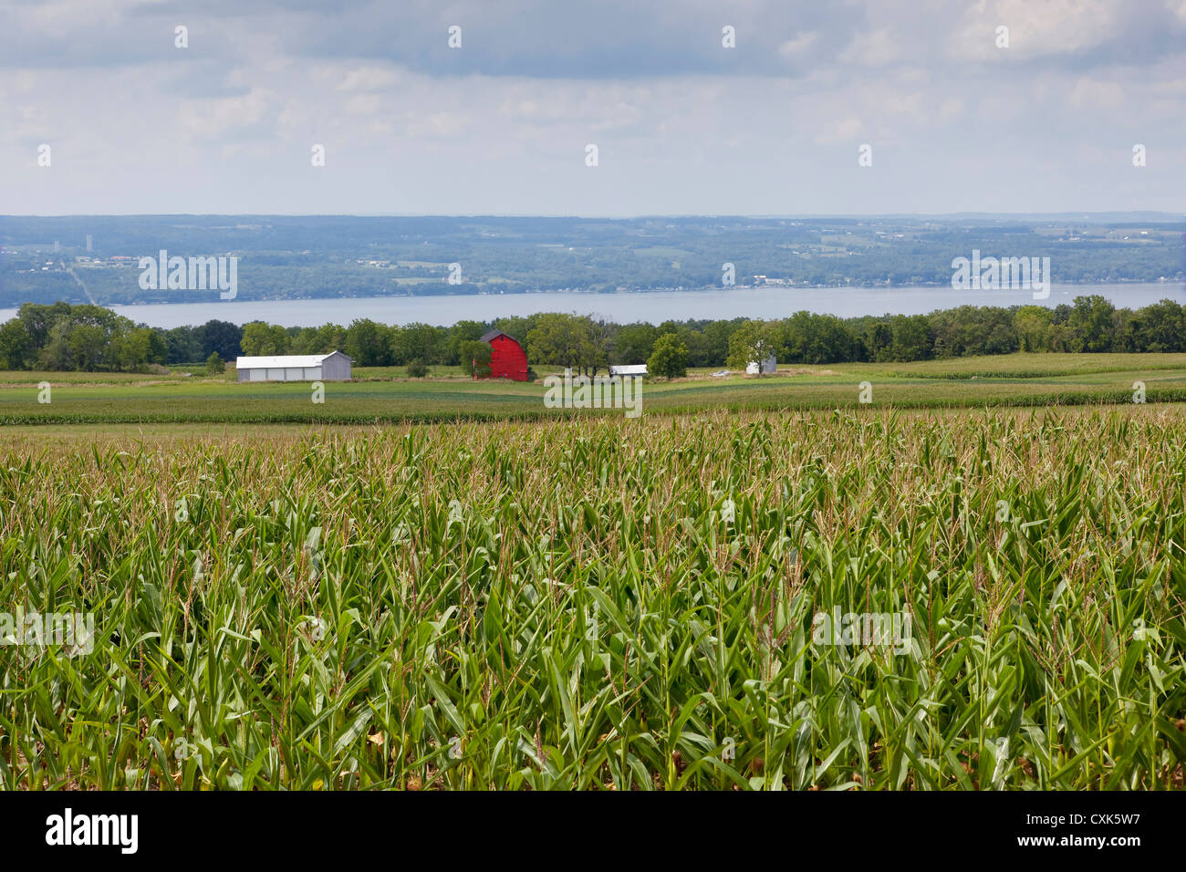 Corn Field Field Of Dreams Site Clears Corn For New Baseball Field