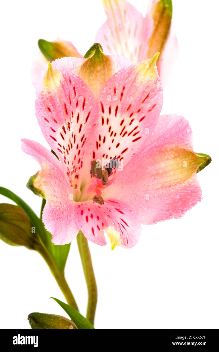 Beautiful pink alstroemeria Stock Photo - Alamy
