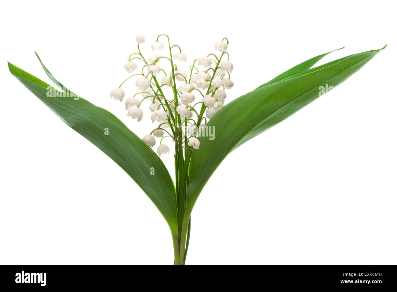 Group bright green lily Cut Out Stock Images & Pictures - Alamy