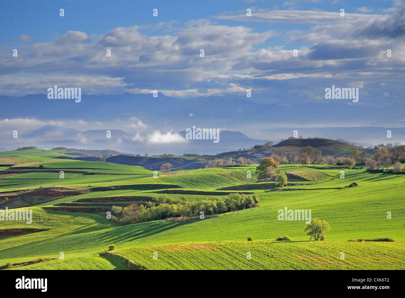 Creal fields at Cardenas valley, Rioja wine region, Spain ...