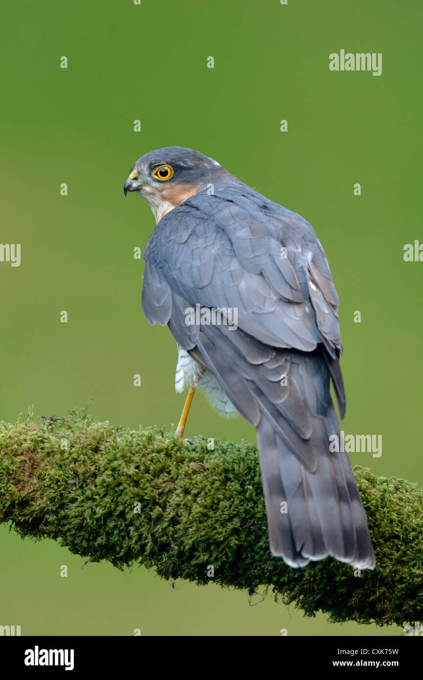 Sparrowhawk (Accipiter nisus) in the wild Stock Photo - Alamy