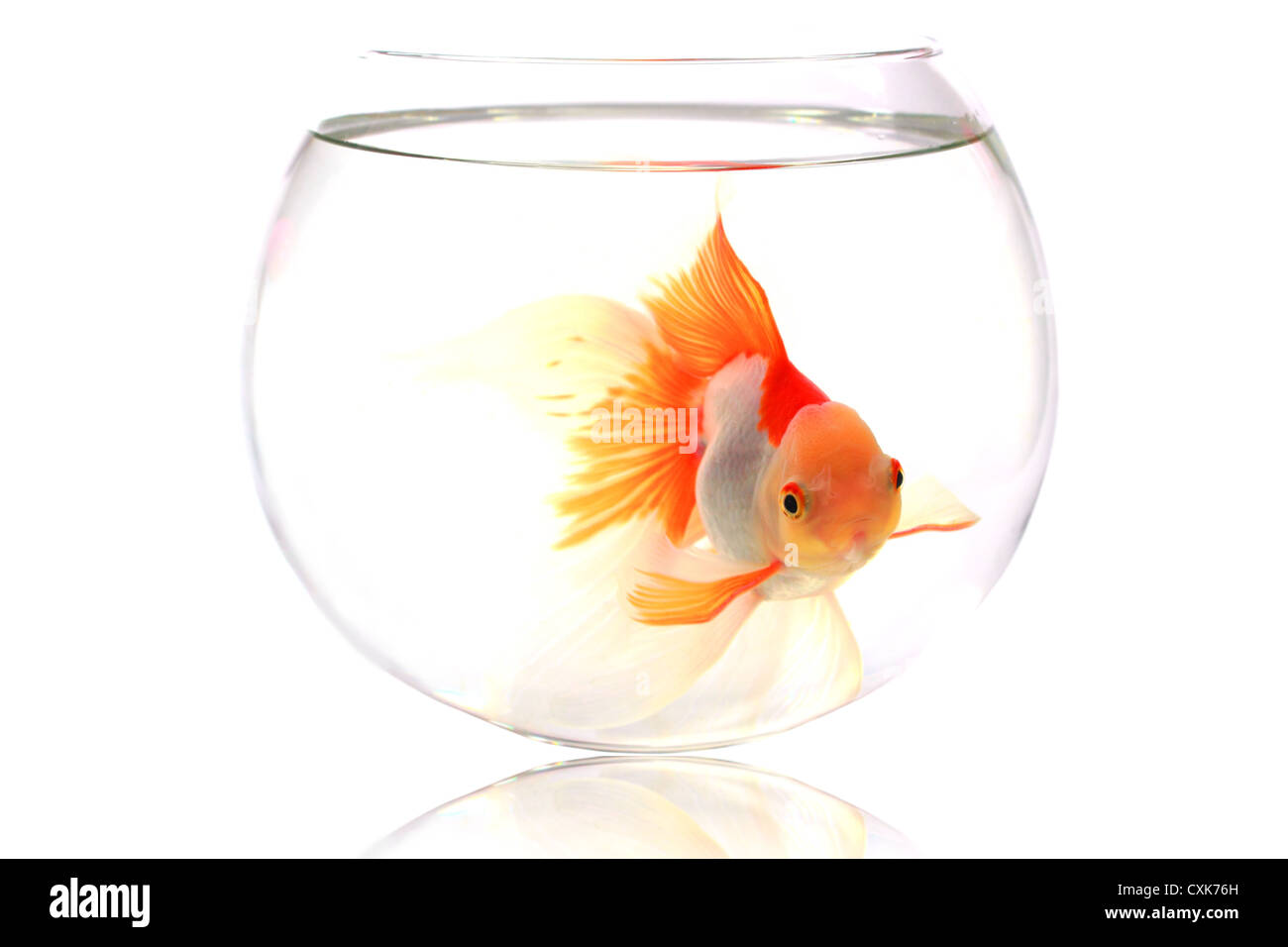Goldfish isolated hi-res stock photography and images - Alamy