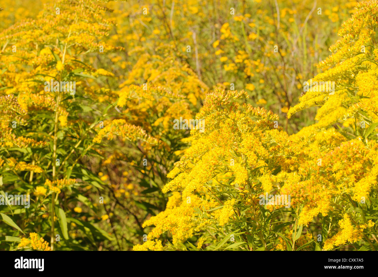 Wildflowers wildflower field hi-res stock photography and images - Alamy
