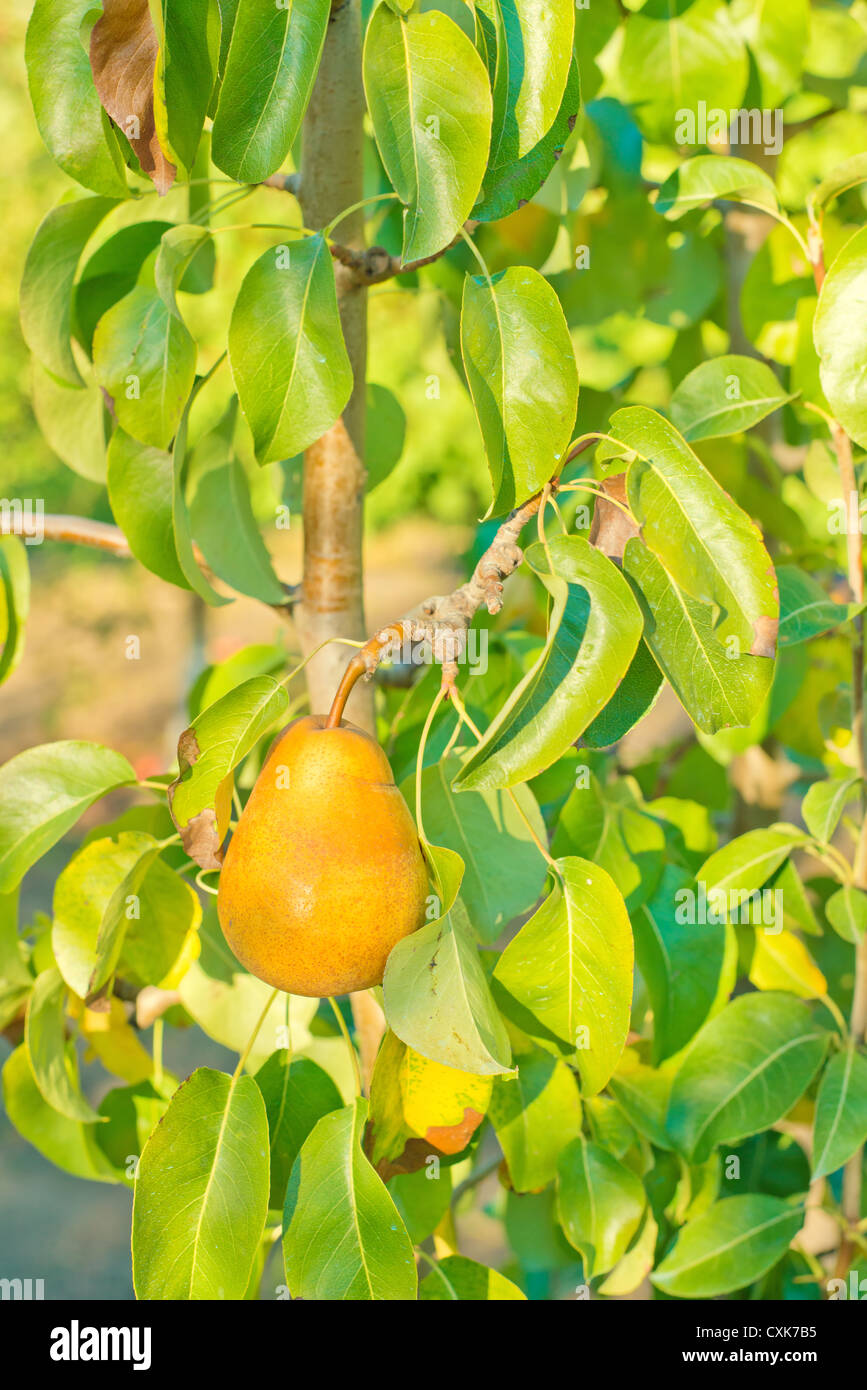 Golden pear with leaf hi-res stock photography and images - Alamy