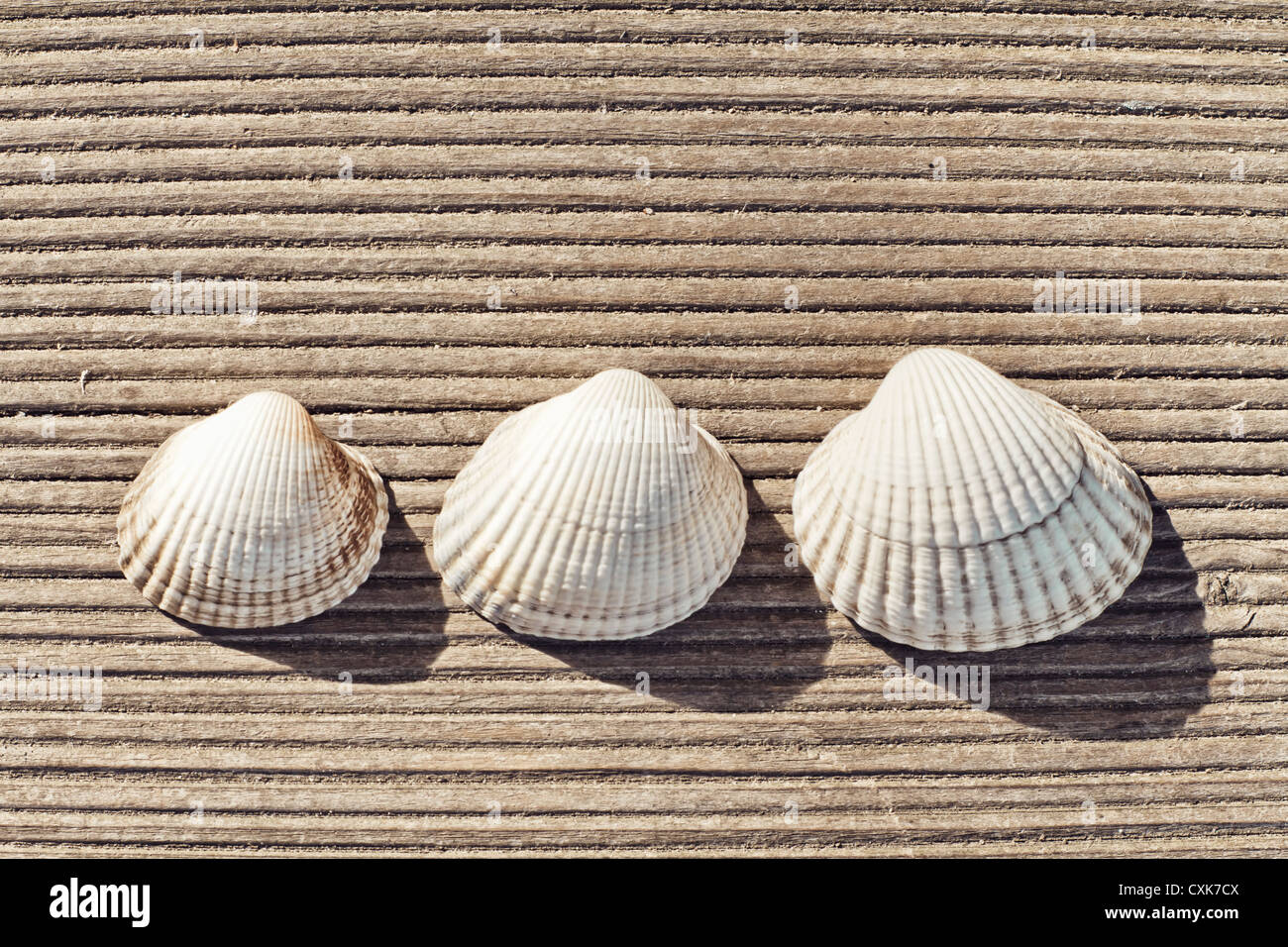 Three seashells in row Stock Photo - Alamy