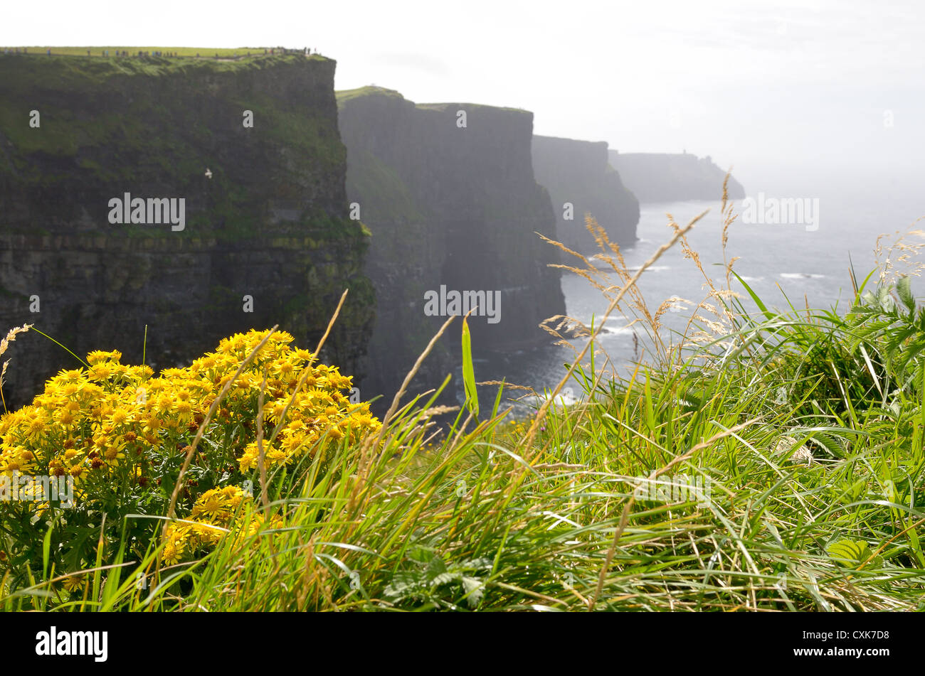 The famous landscape of Cliffs of Moher in Ireland Stock Photo - Alamy
