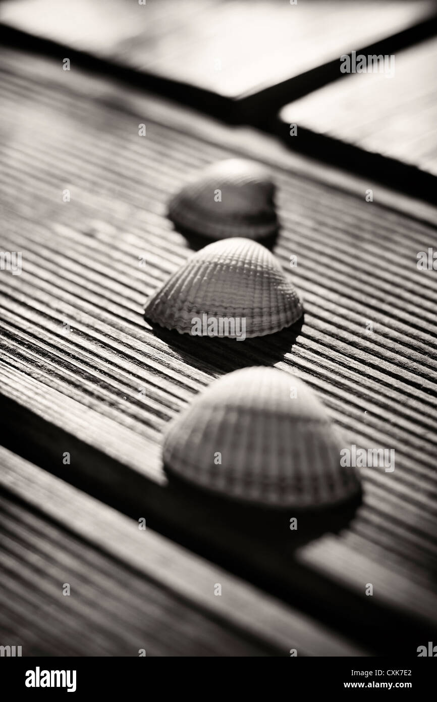 Three seashells in row Stock Photo - Alamy