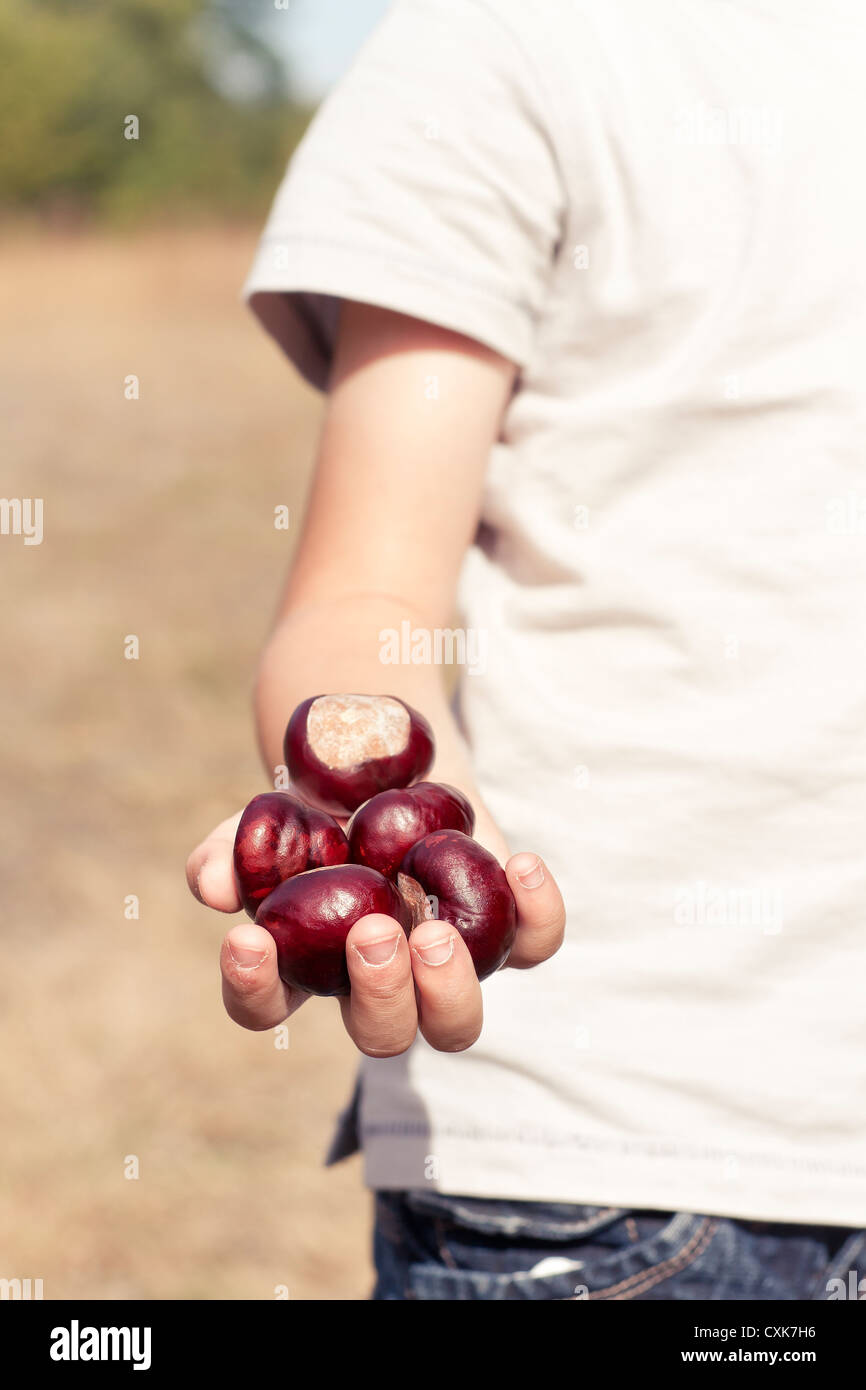Real chestnuts hi-res stock photography and images - Alamy