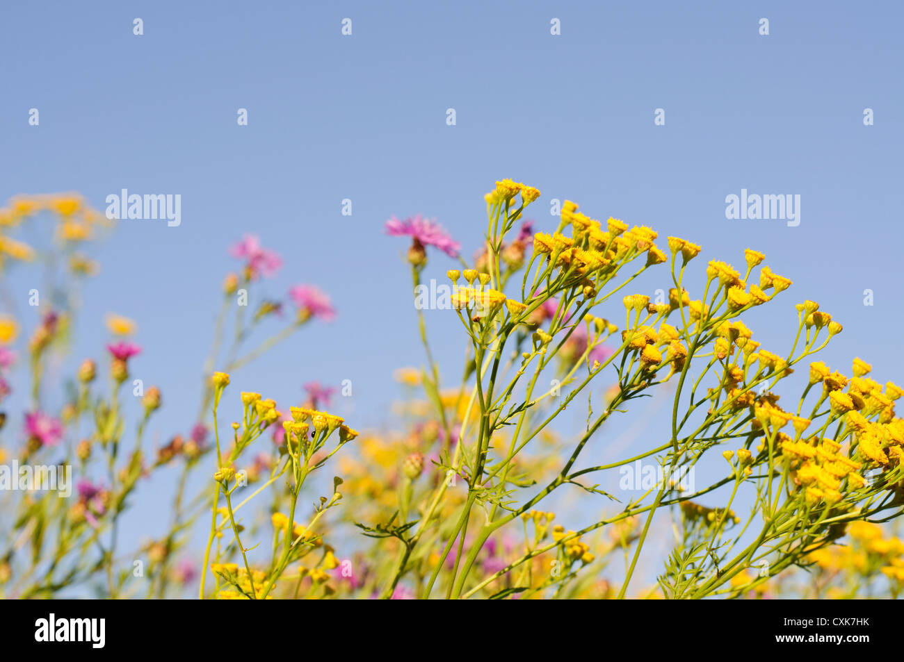 Punk Flowers Stock Photos & Punk Flowers Stock Images - Alamy