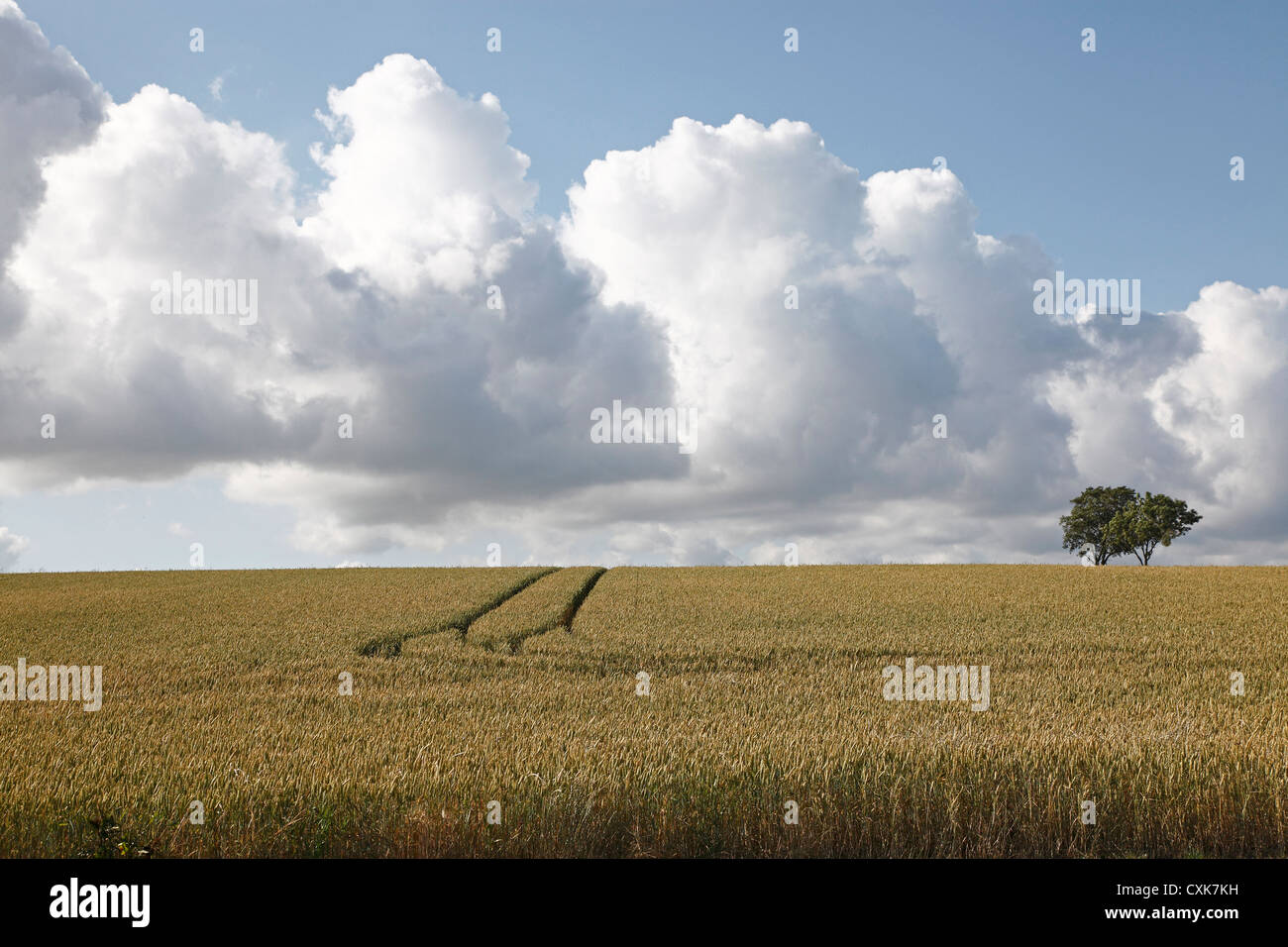 two small trees in a harvesting arable landscape with big white clouds ...