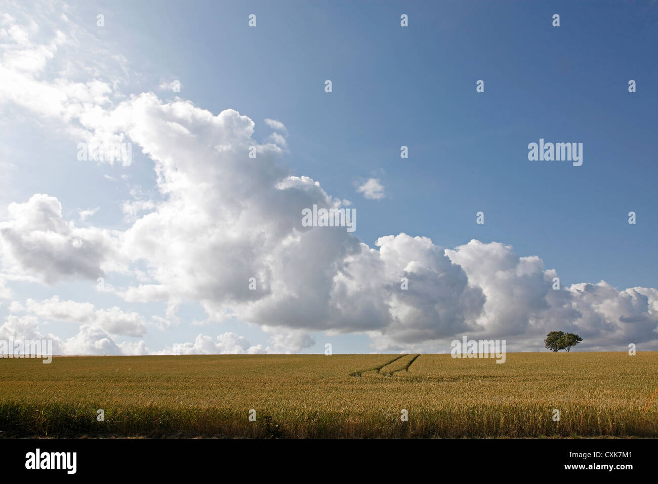 two small trees in a harvesting arable landscape with big white clouds ...