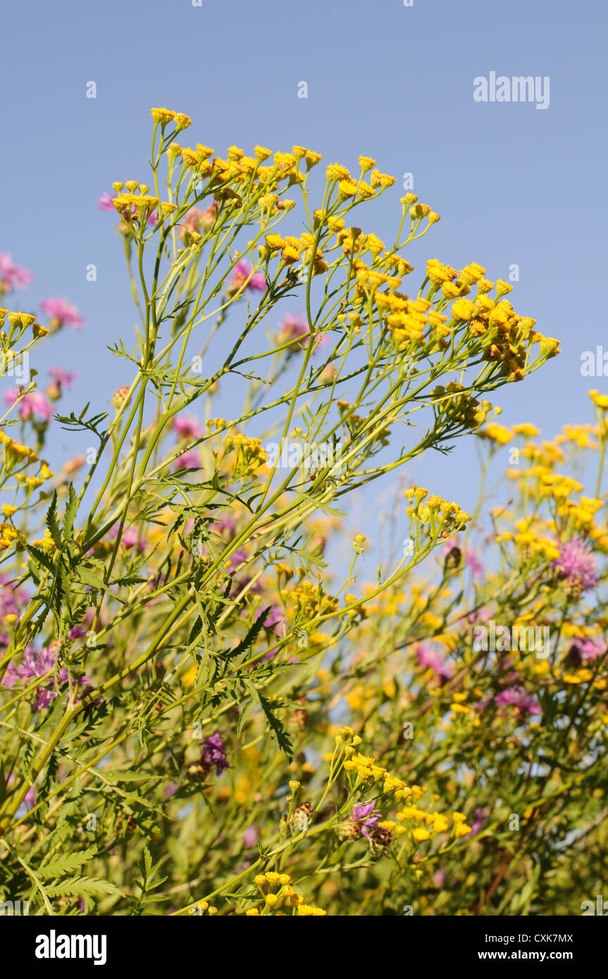 Punk flowers hi-res stock photography and images - Alamy