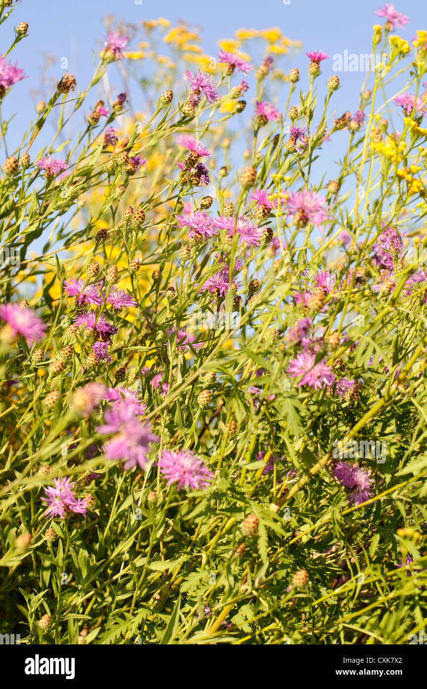 Punk flowers hi-res stock photography and images - Alamy
