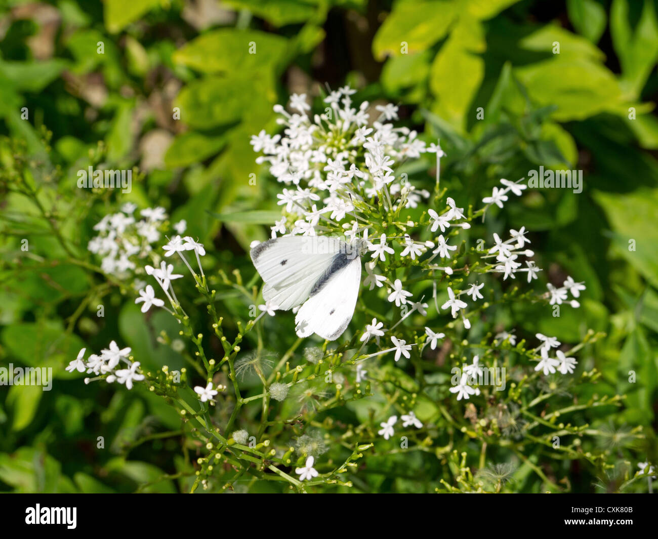 small white butterfly on white flower Stock Photo - Alamy