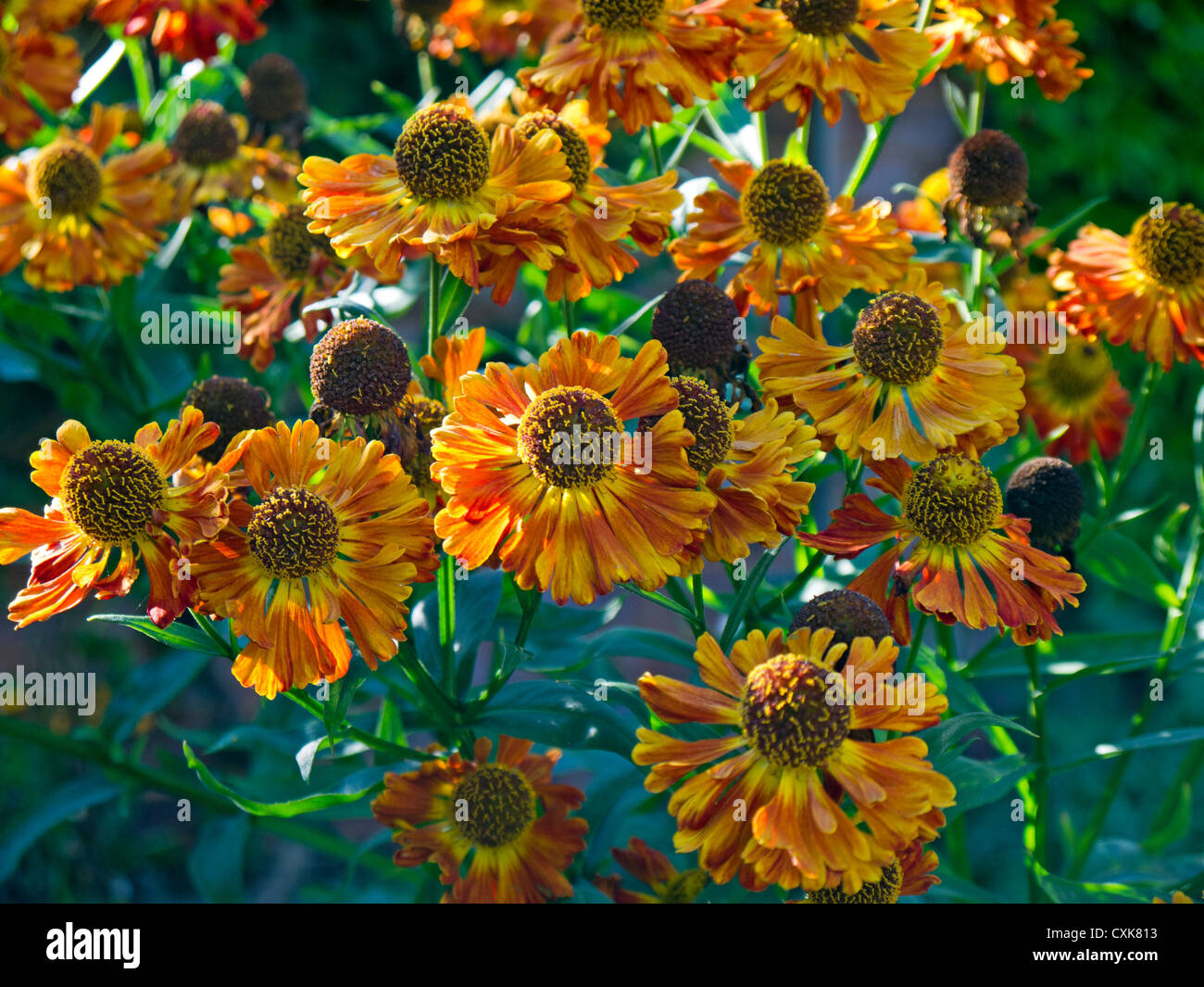 Helenium High Resolution Stock Photography and Images - Alamy