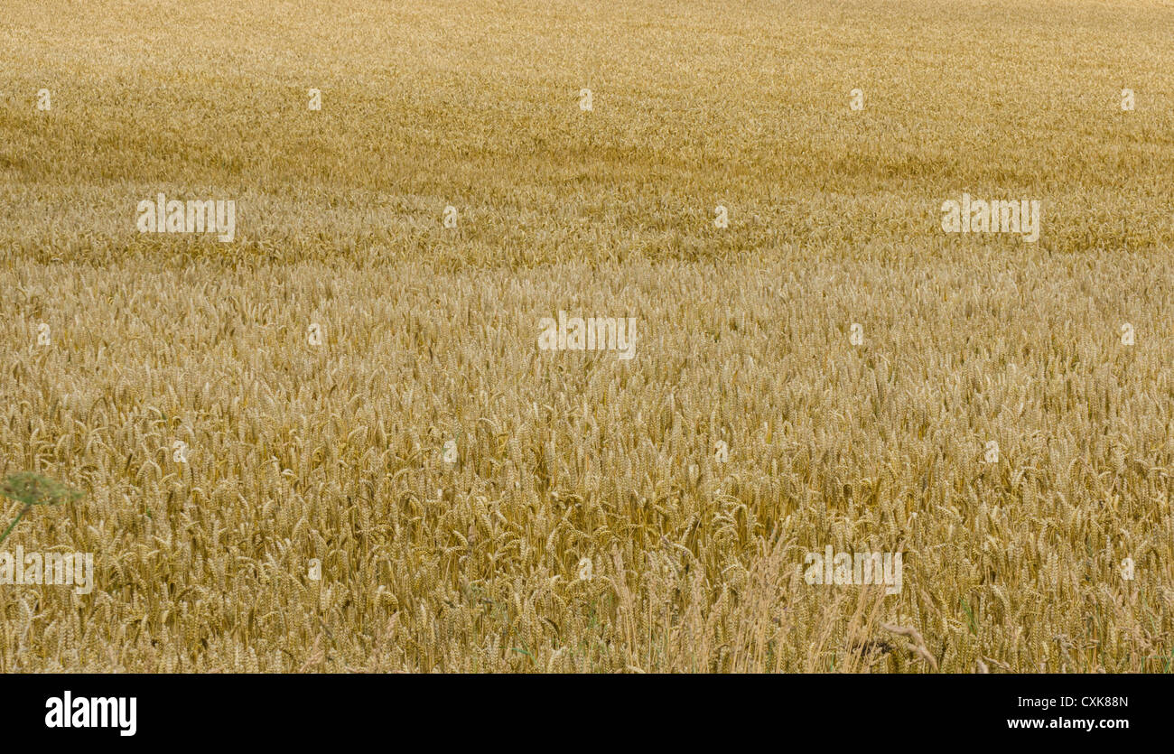 Field ripe wheat ready harvest hi-res stock photography and images - Alamy