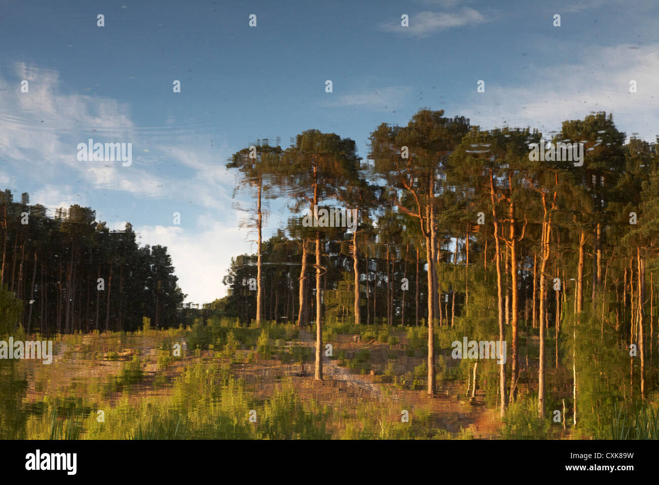 Tree reflections at Dorset in Summer inverted - abstract trees Stock ...