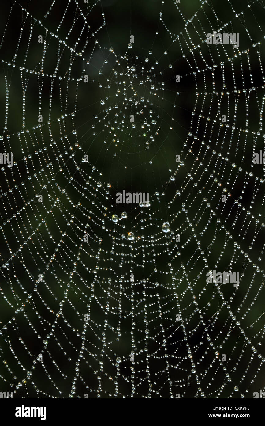 Jewel spider hi-res stock photography and images - Alamy