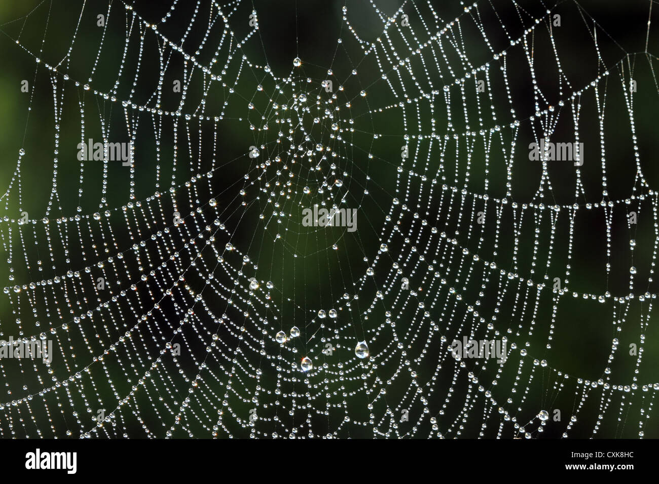 Jewel spider hi-res stock photography and images - Alamy