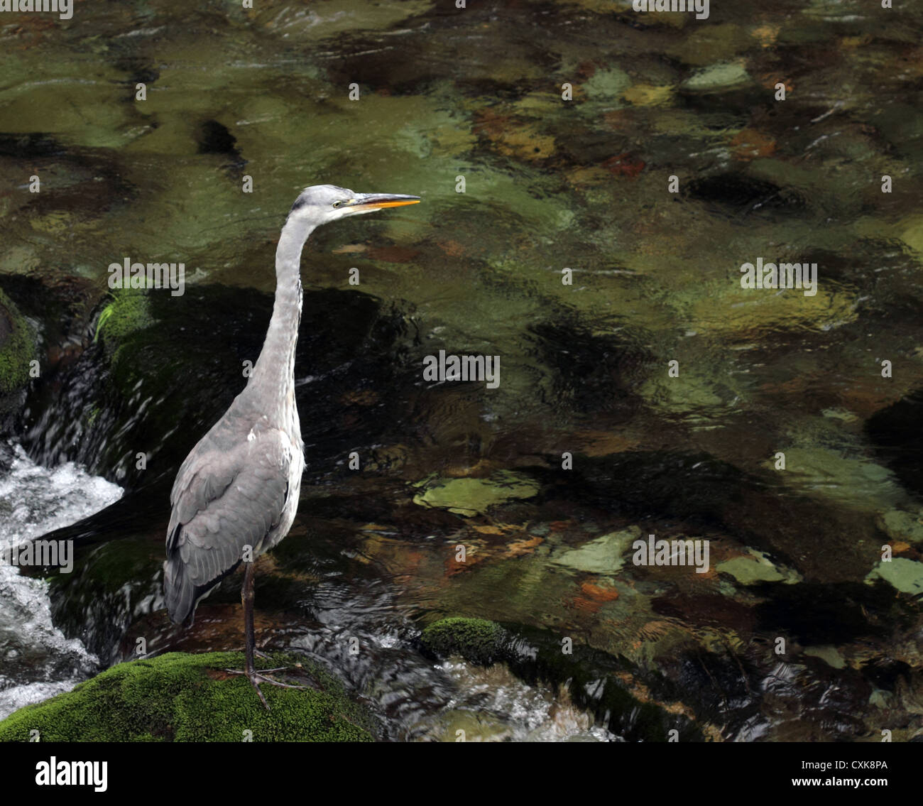 Herons rock hi-res stock photography and images - Alamy