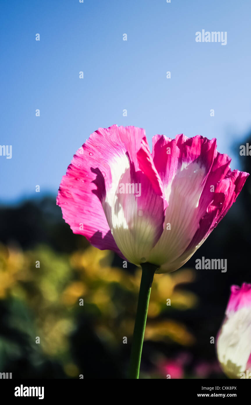 Pink opium poppy flower with clear sky Stock Photo - Alamy