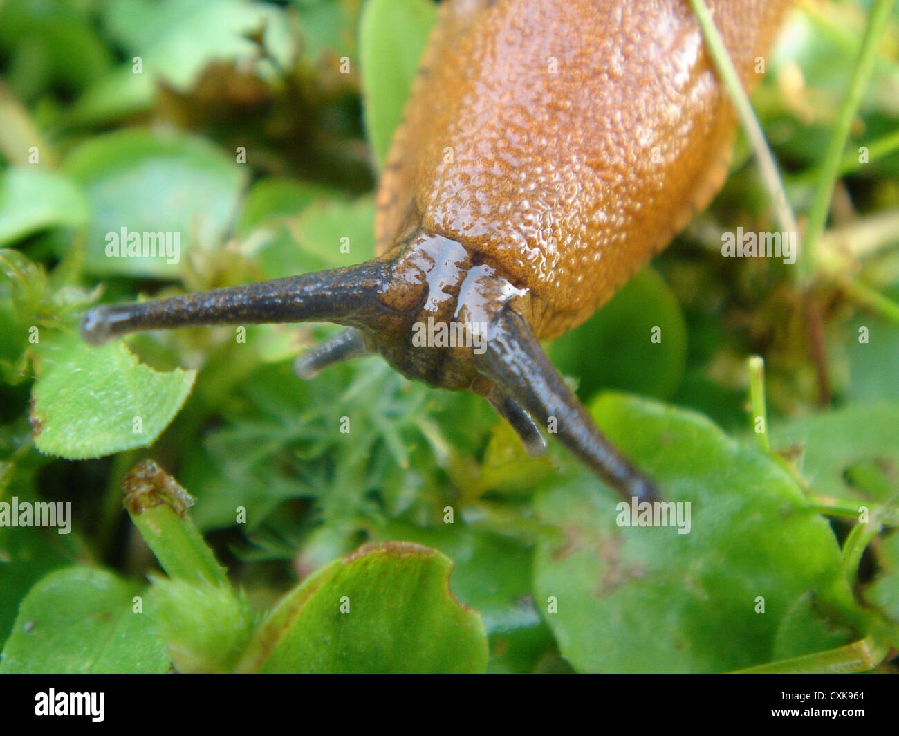 Snail / Snail Stock Photo - Alamy