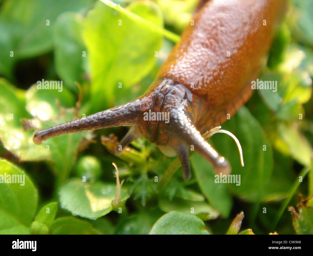 Snail / Snail Stock Photo - Alamy