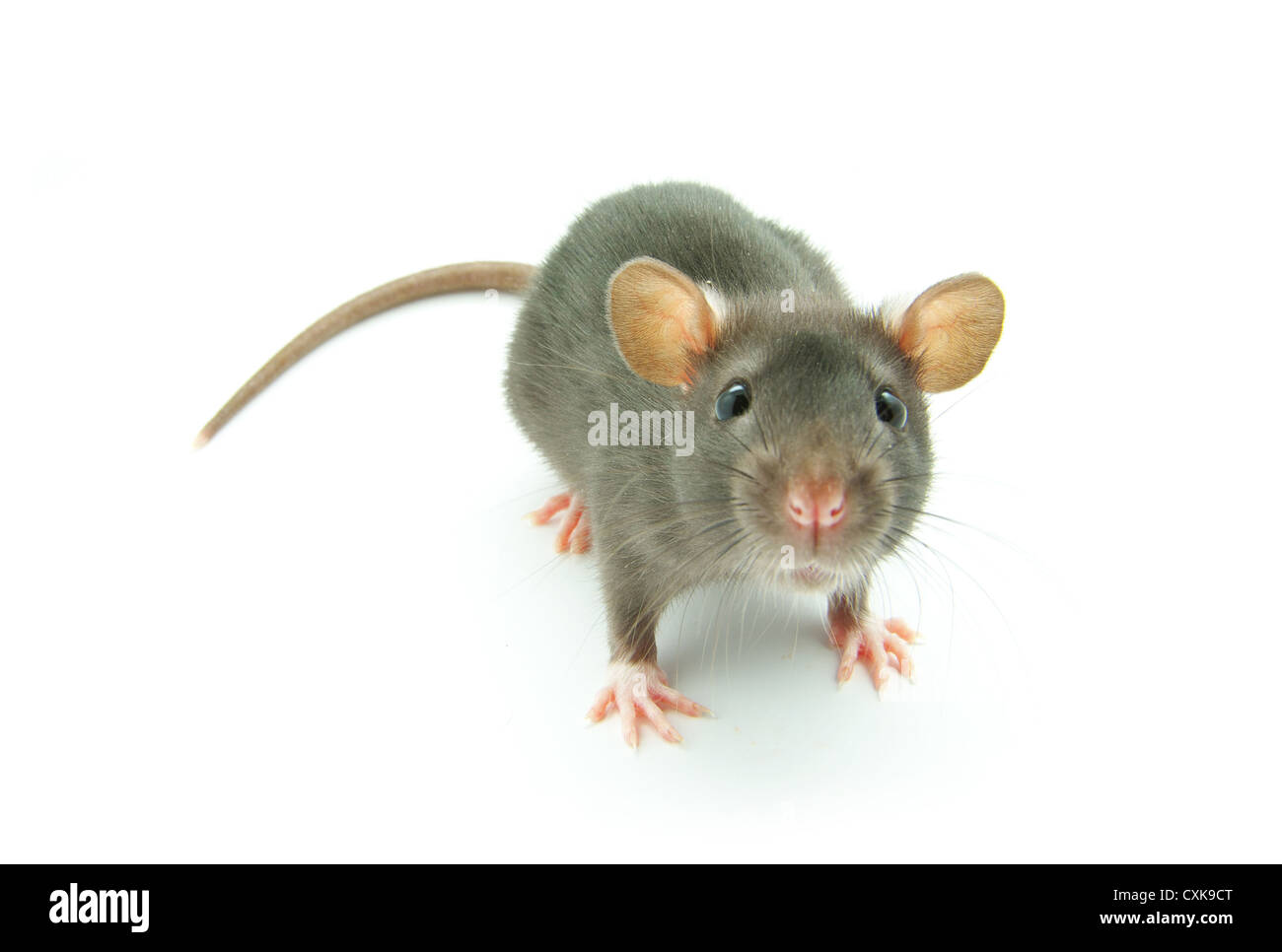 funny rat isolated on white background Stock Photo - Alamy