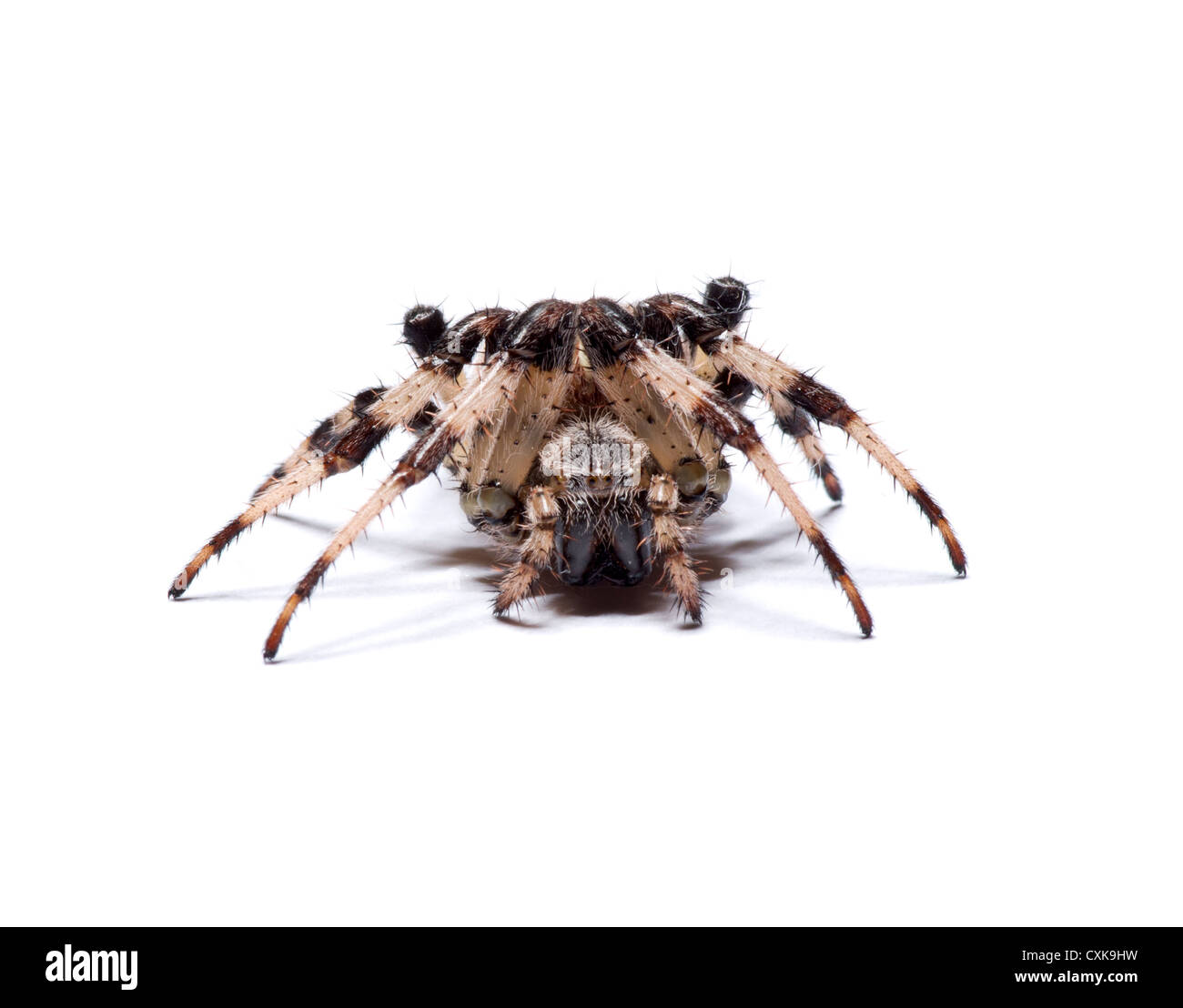 Black spider on spooky Cut Out Stock Images & Pictures - Alamy