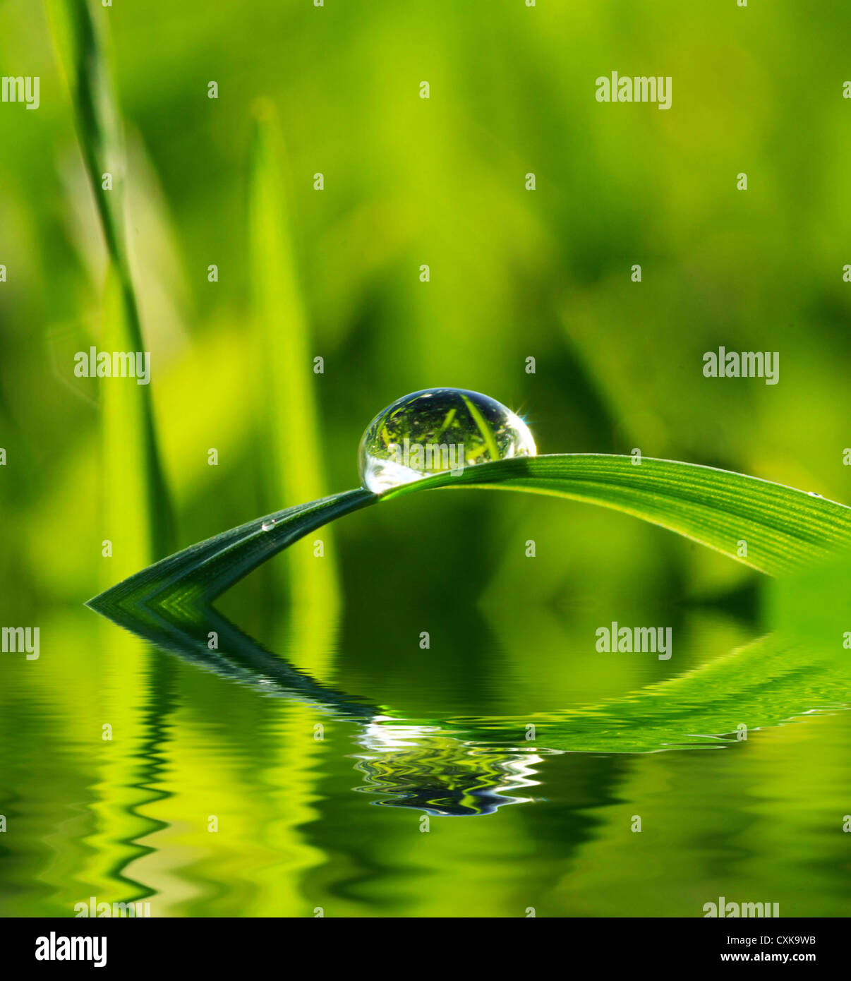 Dew drop on a blade of grass Stock Photo - Alamy